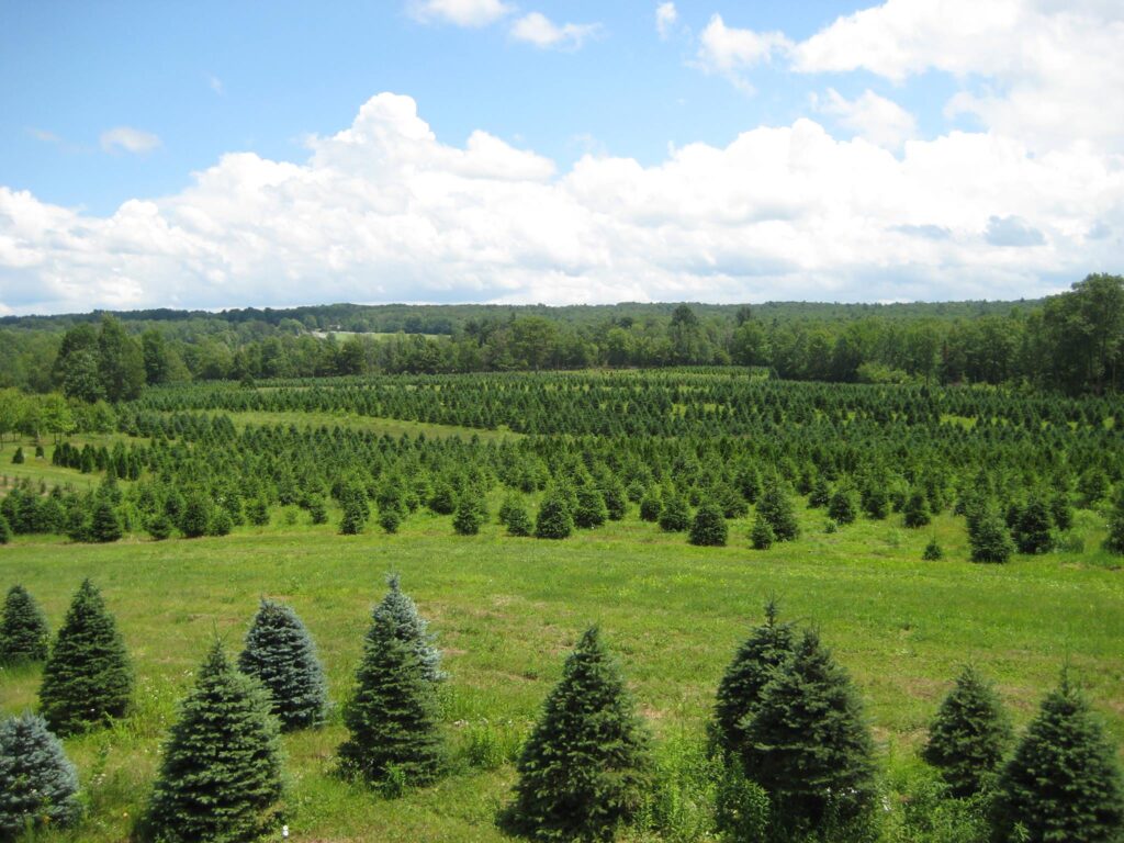 goderiestreefarm – Christmas Trees – Nursery – Lanscaping